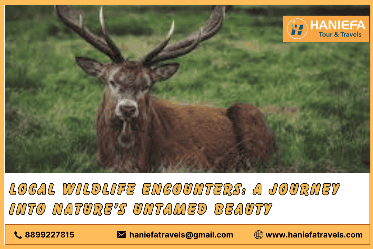 Local Wildlife Encounters: A Journey into Nature’s Untamed Beauty ...