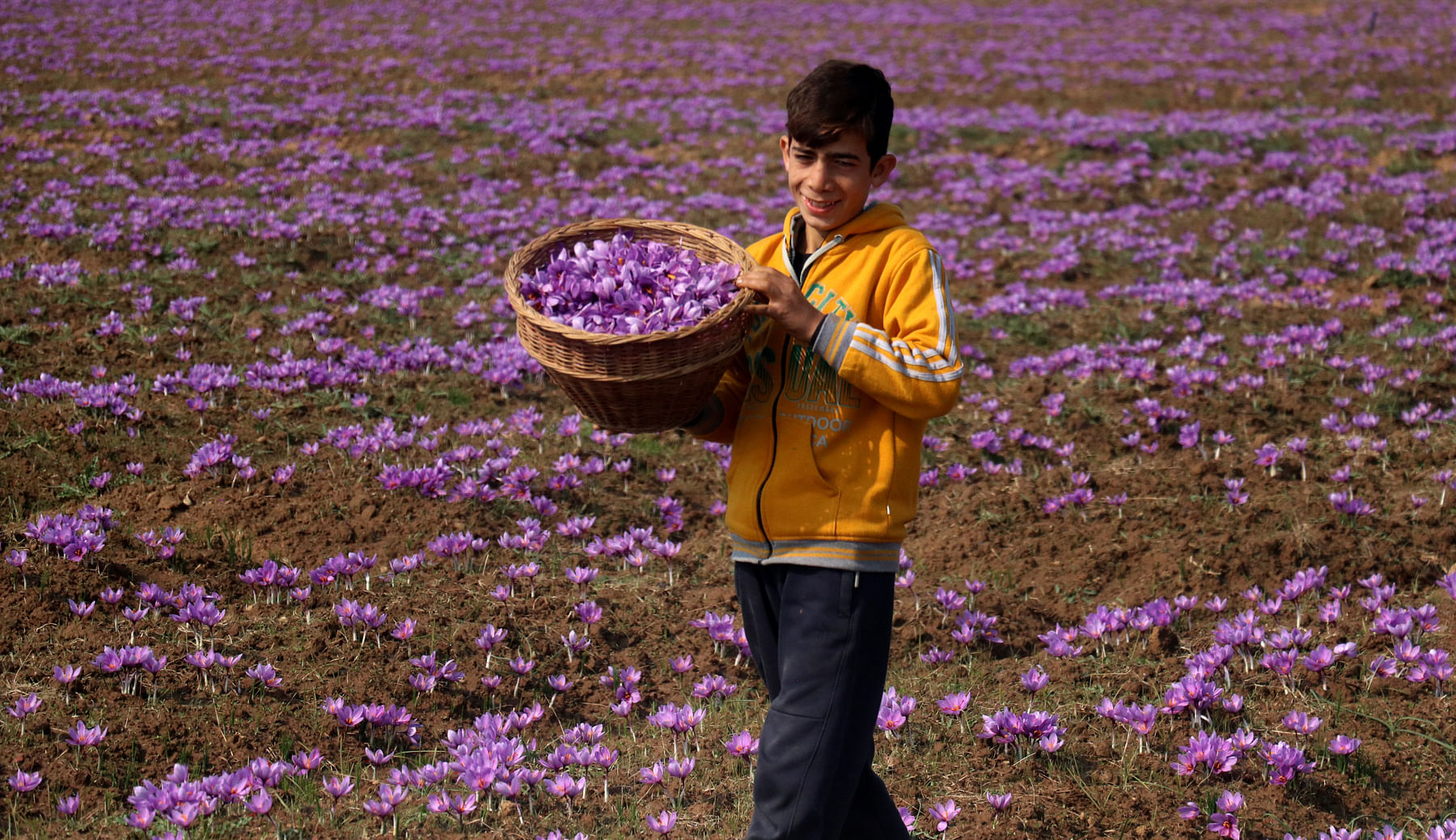 Saffron Fields Kashmir: Explore the Beauty of Kashmir's Saffron ...