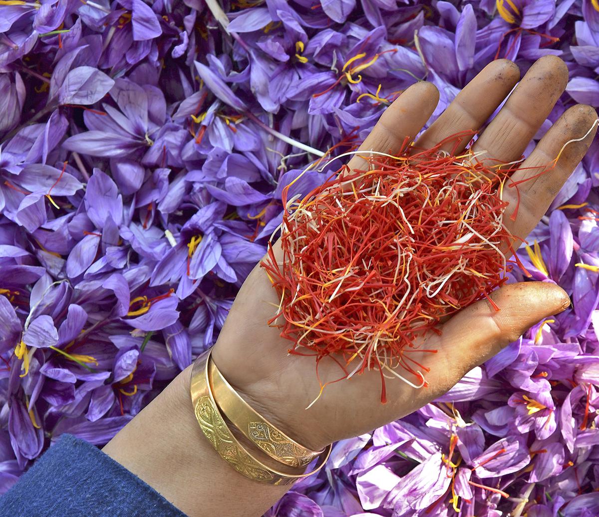Saffron Fields Kashmir: Explore the Beauty of Kashmir's Saffron ...