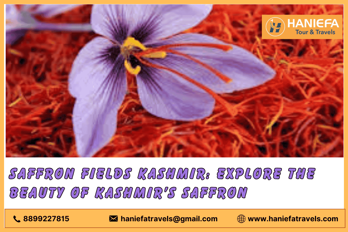 Saffron Fields Kashmir: Explore the Beauty of Kashmir's Saffron ...