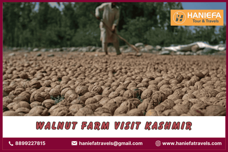 Walnut Farm Visit in Kashmir – Discover Nature’s Treasure - Haniefa ...